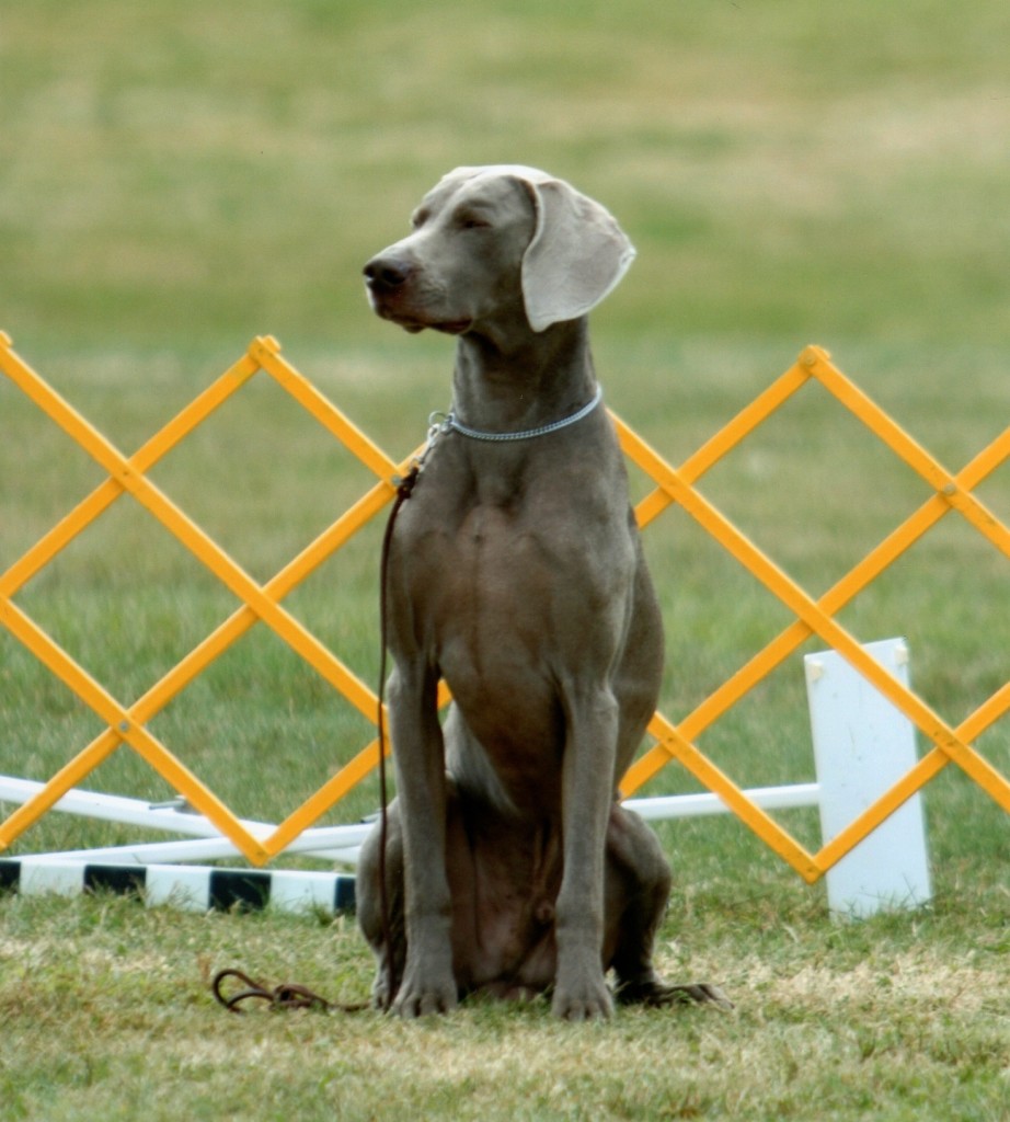 Dog Activities – Garden State Weimaraner Club