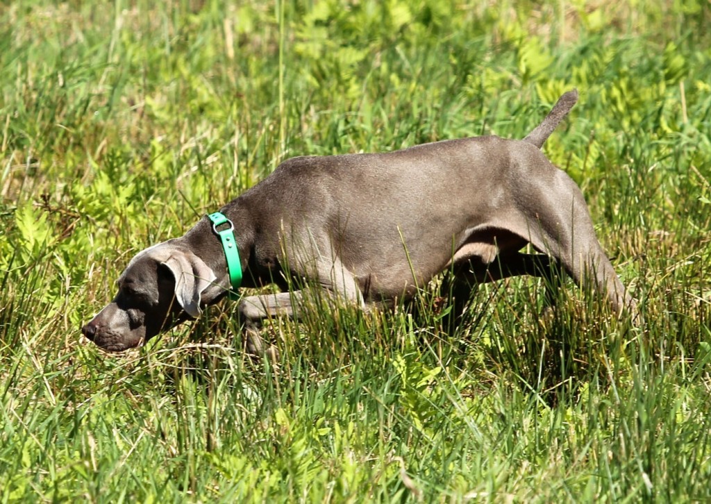 Dog Activities – Garden State Weimaraner Club